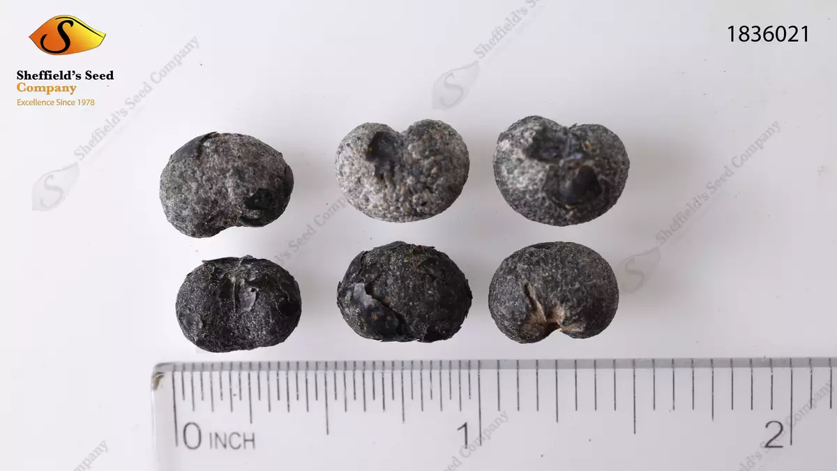 Trachycarpus fortunei 'Wagnerianus' - Web page Navigation - Wagner Palm ...