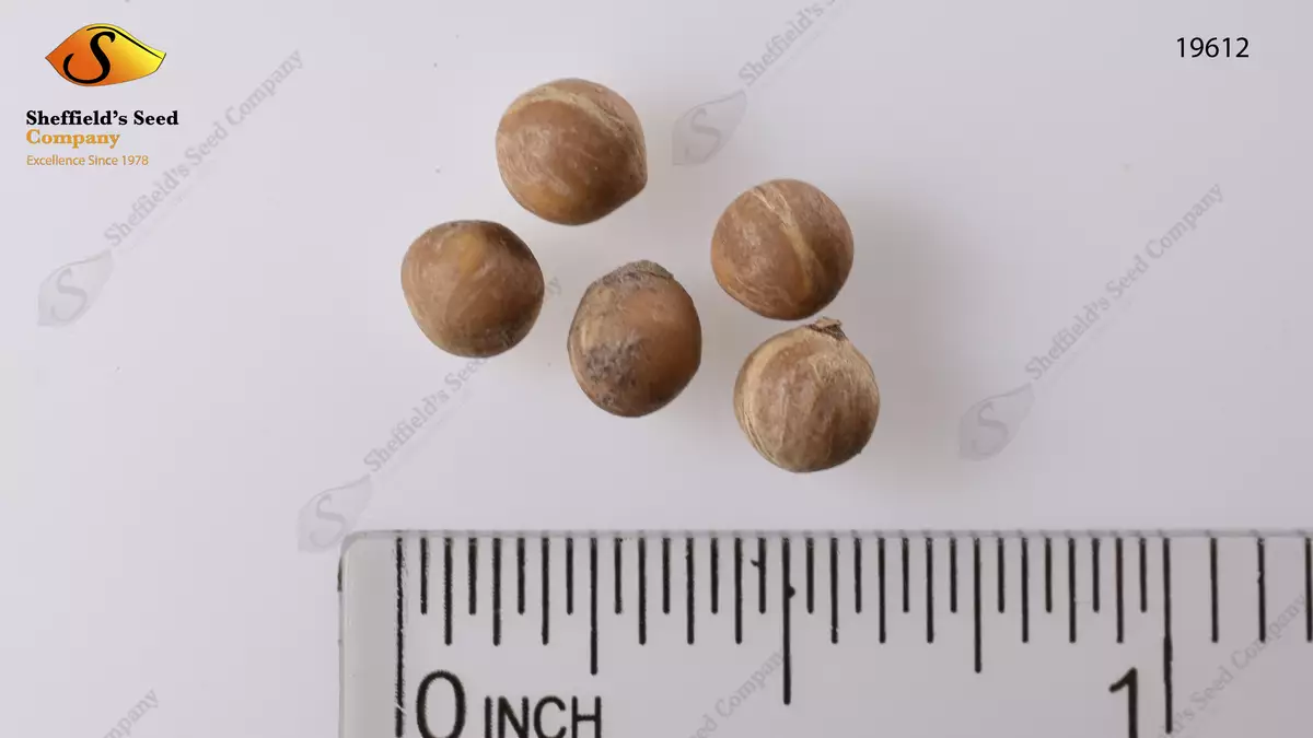 Cornus macrophylla - Shrub - Bigleaf Dogwood, Large-leaf Dogwood