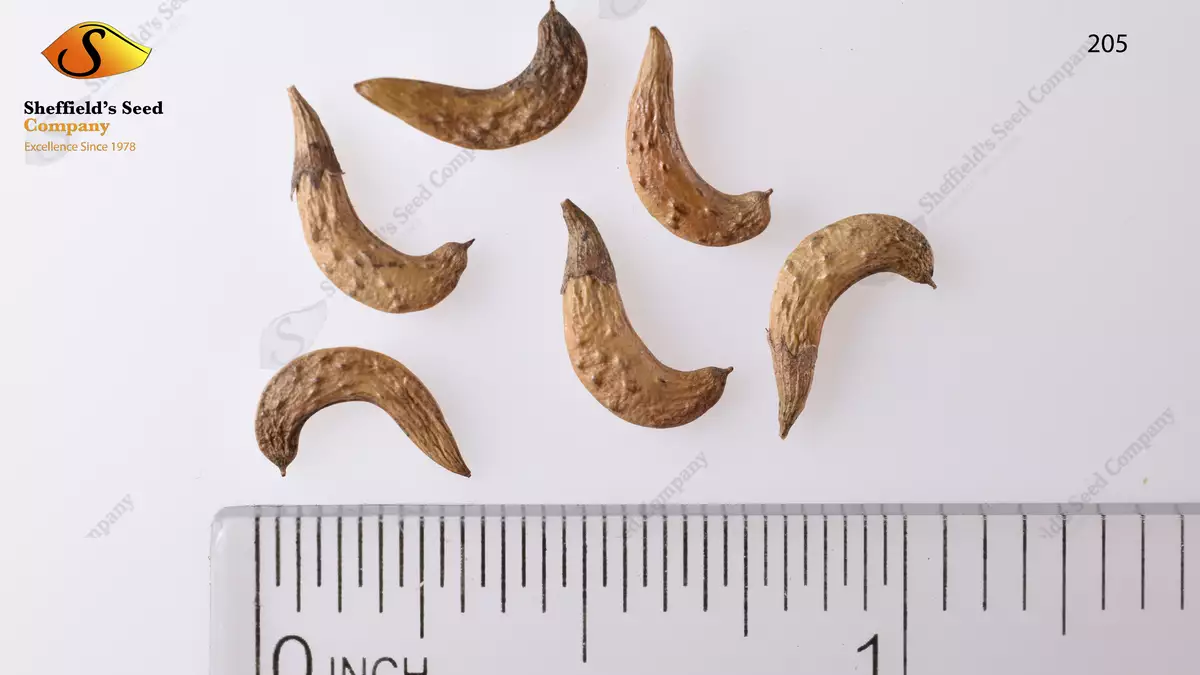 Amorpha georgiana var. confusa - Shrub - False Indigo, Georgia False ...