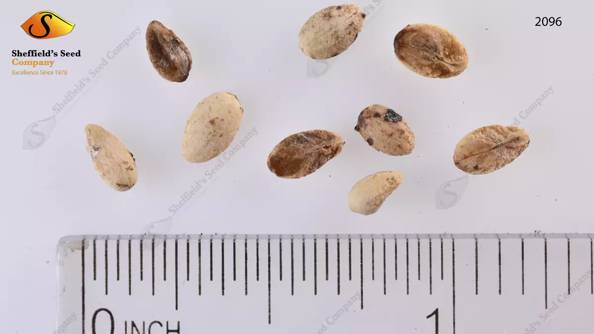 Crataegus marshallii - Common Bonsai,Medicinal Herbs,Ornamental Fruit ...