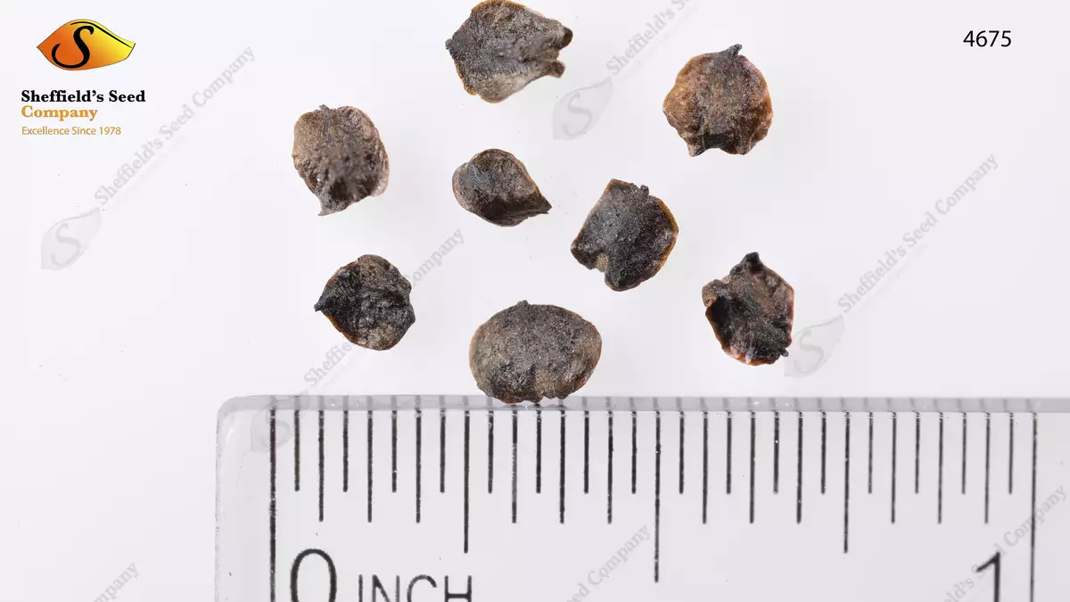 Cupressus pygmaea - Common Bonsai,Shrub - Mendocino Cypress