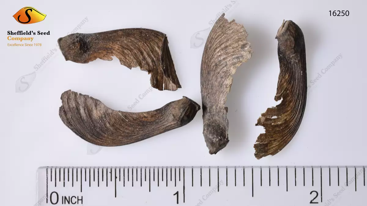 Acer japonicum 'Meigetsu' dry seed - Common Bonsai,Hardwood - Meigetsu ...