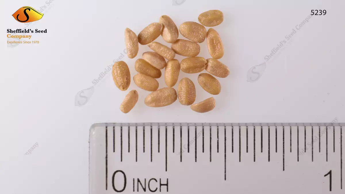 Sheffield's Seed Company