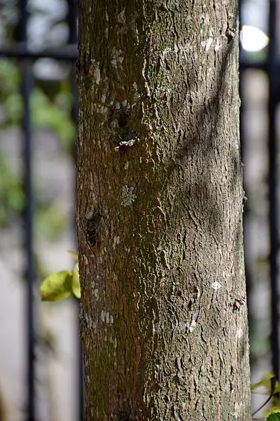 Gleditsia caspia - Deciduous - Caspian Locust, Persian Honey Locust