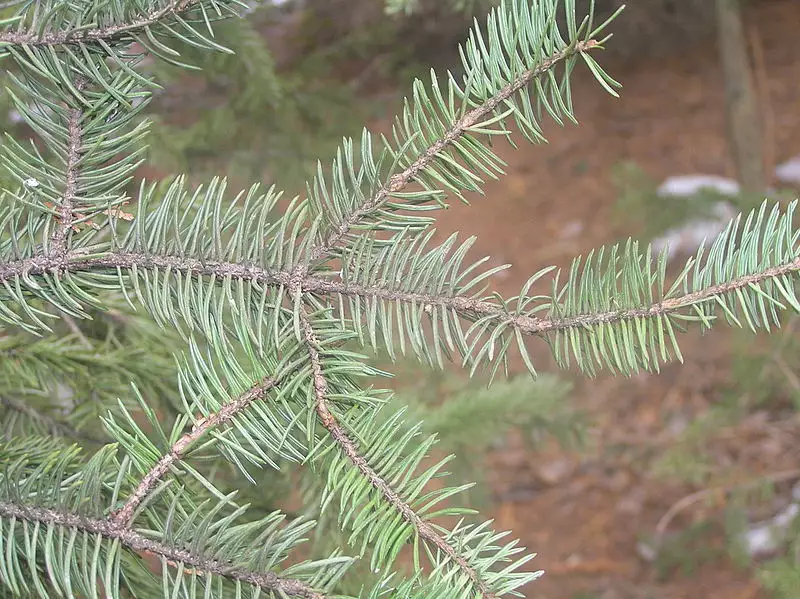 Picea meyeri - Common Bonsai,Conifer - Meyer's Spruce