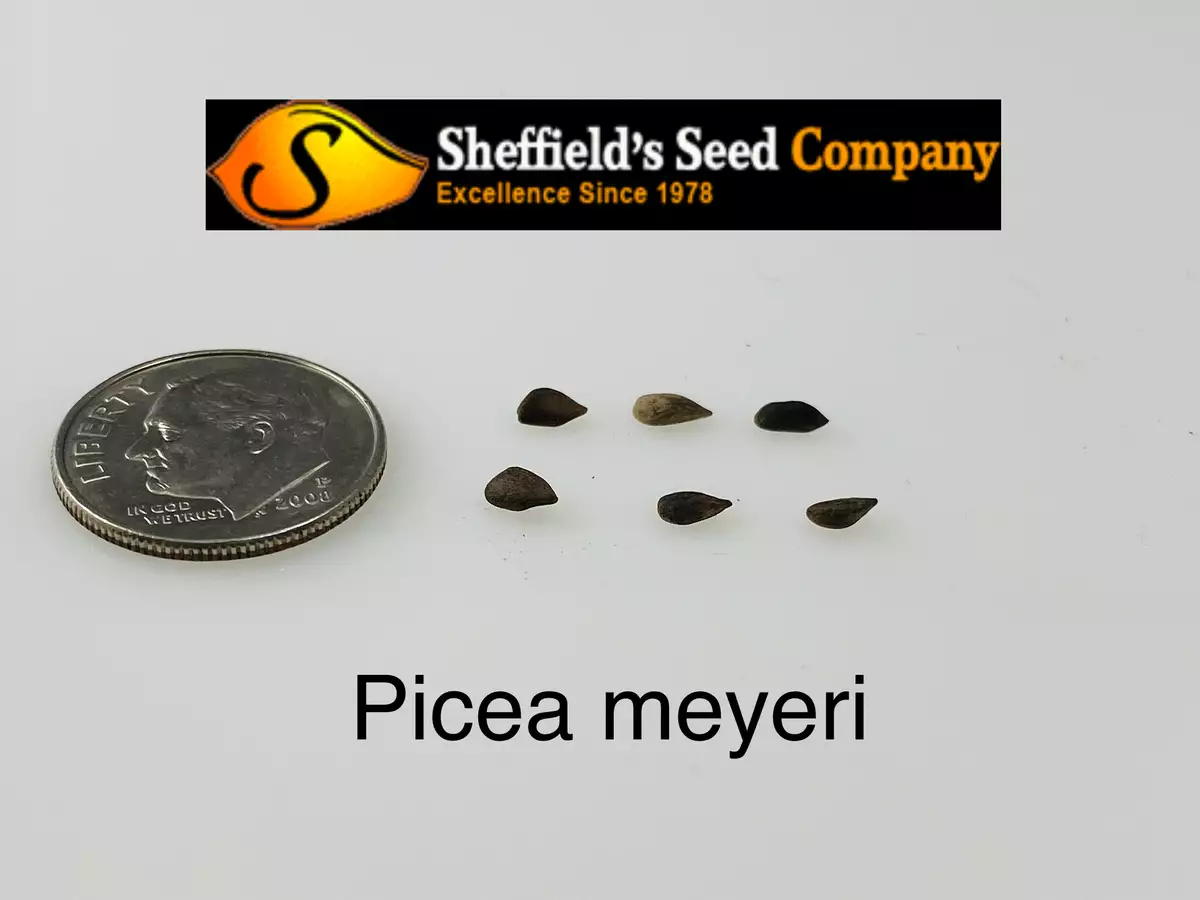 Picea meyeri - Common Bonsai,Conifer - Meyer's Spruce