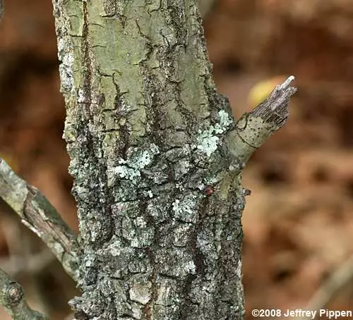 Quercus laevis - Hardwood - Turkey Oak
