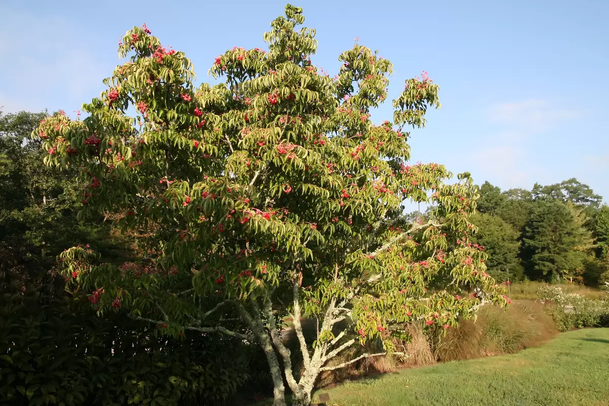 Staphylea japonica - Medicinal Herbs,Ornamental Fruit - Euscaphis Tree ...