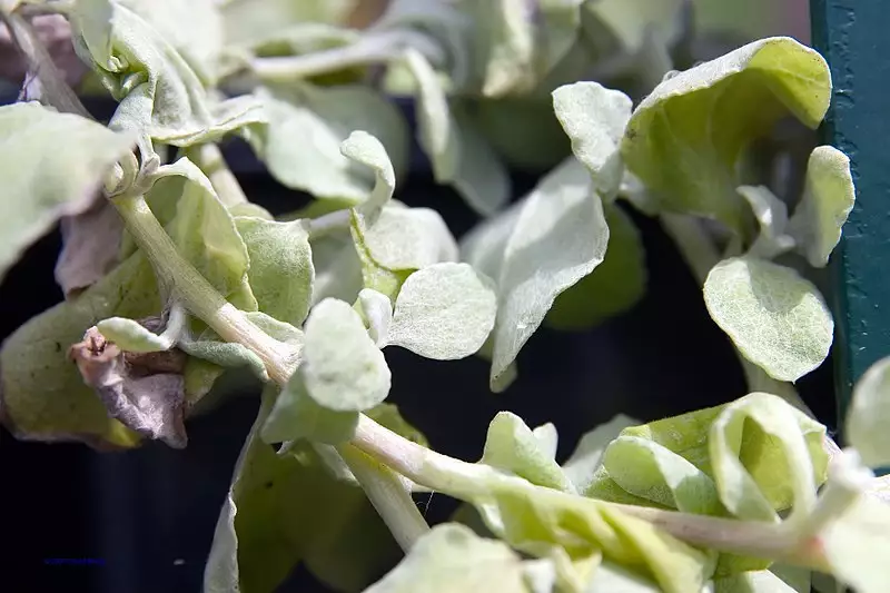 Helichrysum petiolatum - Perennial - Licorice Plant, Silver-bush ...