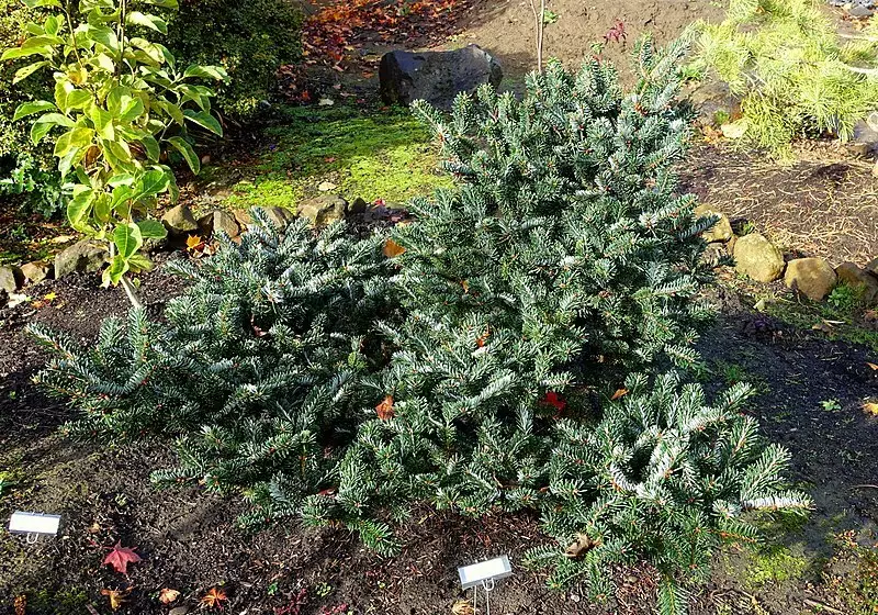 Abies forrestii var. georgei - Conifer,Medicinal Herbs - George Fir