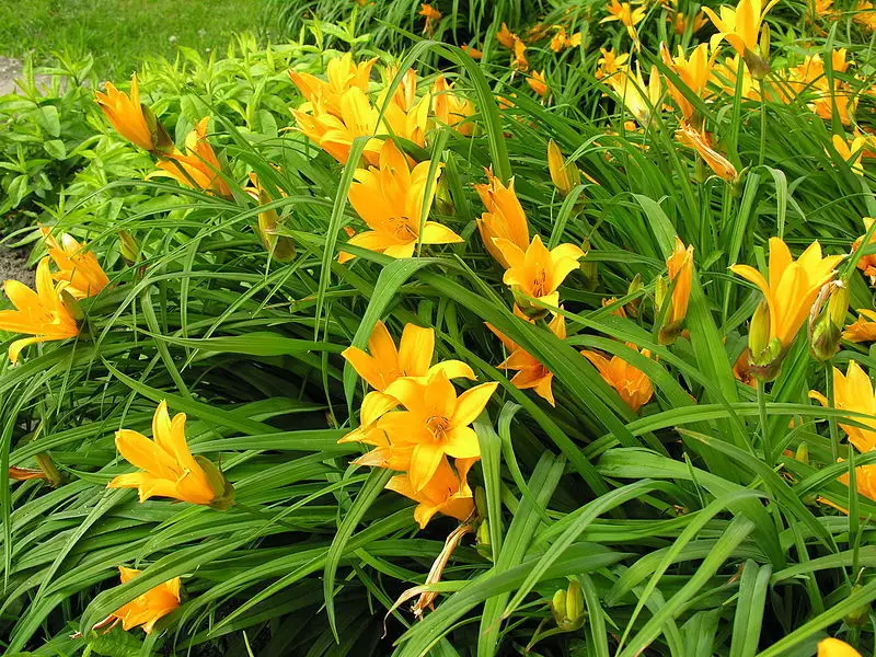 Hemerocallis middendorffii - Flower,Herbaceous Plants,Perennial,Web ...