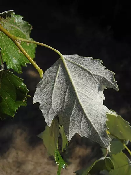 Populus X canescens - Deciduous,Tree,Web page Navigation - Abele, Grey ...