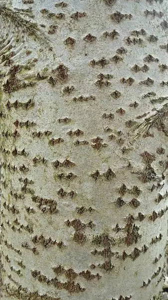 Populus X canescens - Deciduous,Tree,Web page Navigation - Abele, Grey ...