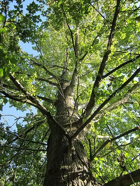 Populus X canescens - Deciduous,Tree,Web page Navigation - Abele, Grey ...