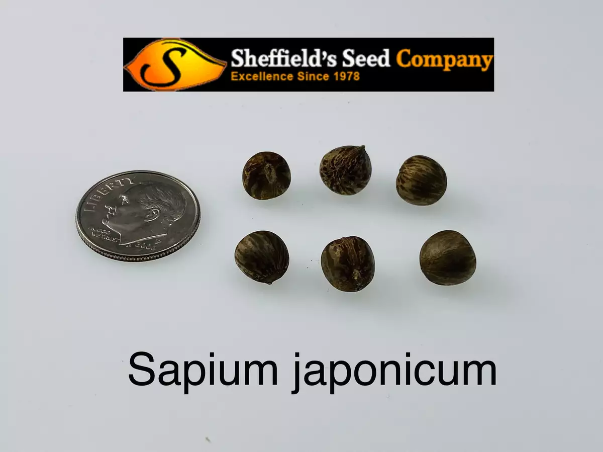 Sapium japonicum - Deciduous - Japanese Tallow Tree