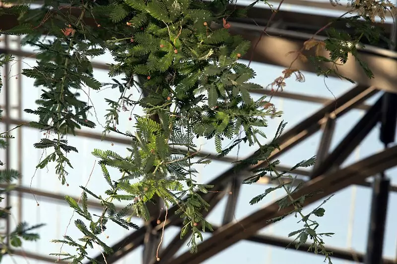 Acacia baileyana var. Purpurea - Evergreen Leaves,Flowering Tree,Tree ...