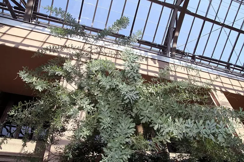 Acacia baileyana var. Purpurea - Evergreen Leaves,Flowering Tree,Tree ...