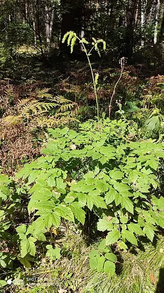 Actaea cimicifuga - Flower,Herbaceous Plants,Medicinal Herbs,Perennial ...