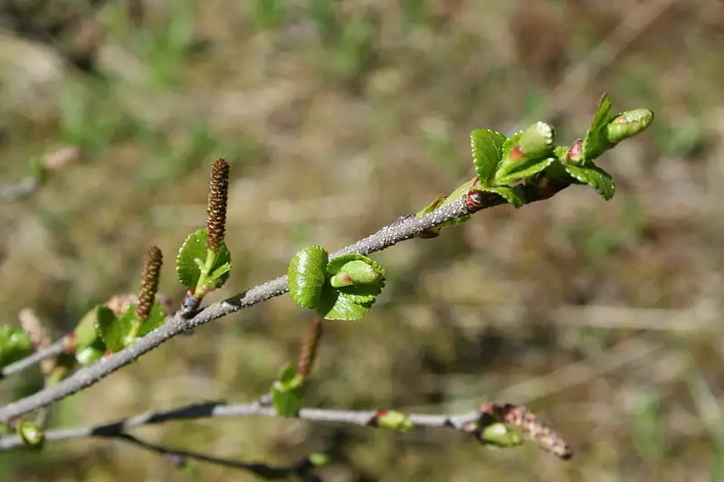 Betula glandulosa - Common Bonsai,Deciduous - American Dwarf Birch ...