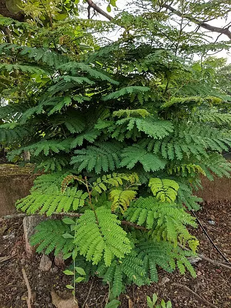 Leucaena leucocephala - Flowering Tree,Shrub,Shrub and Vine Seeds,Tree ...