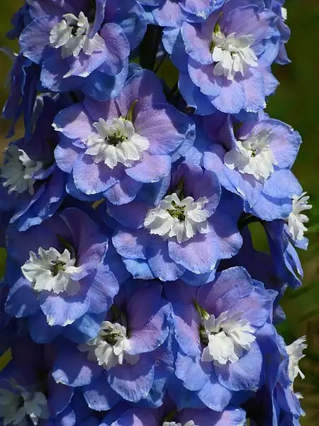 Delphinium sp 'Pacific Giants Hybrids' - Herbaceous Plants,Perennial ...