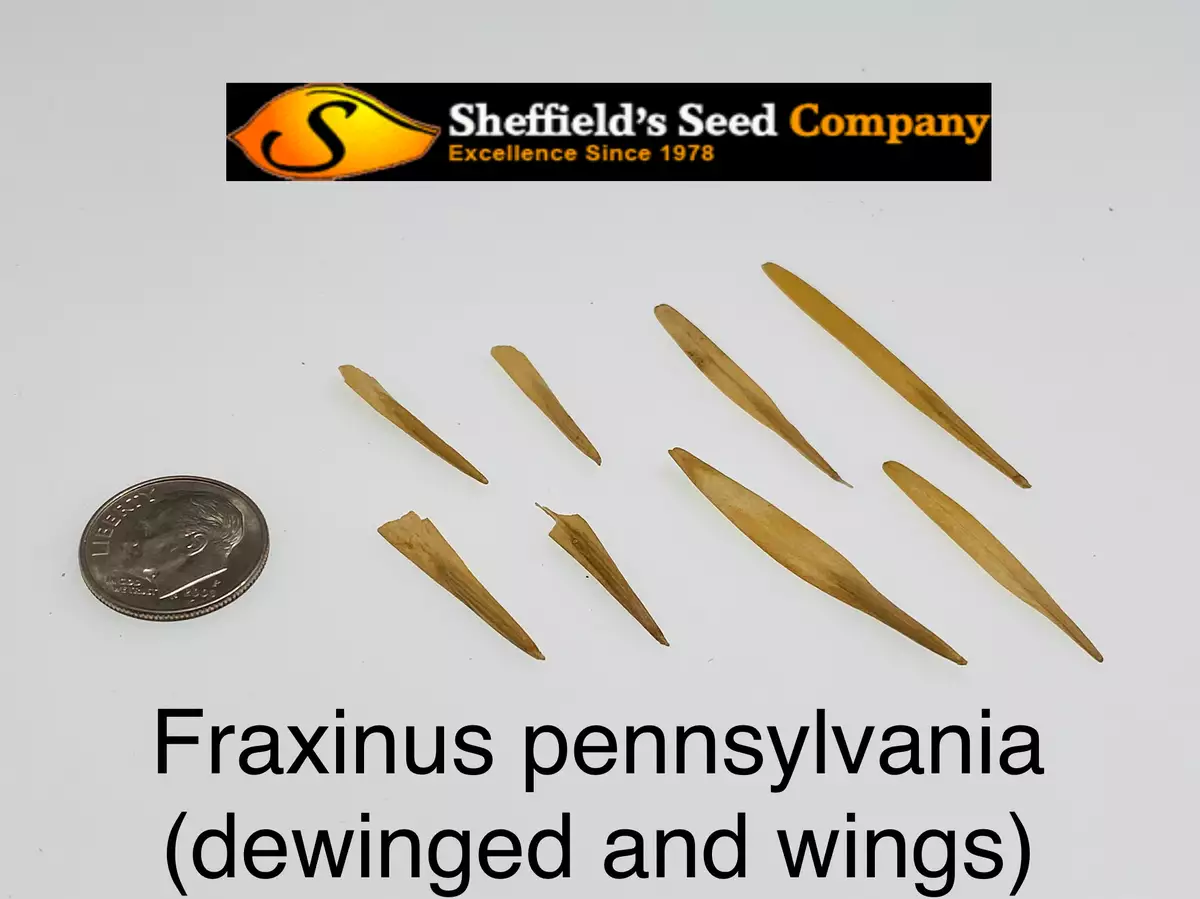 Fraxinus pennsylvanica - Deciduous,Hardwood,Shade Tree - Green Ash ...