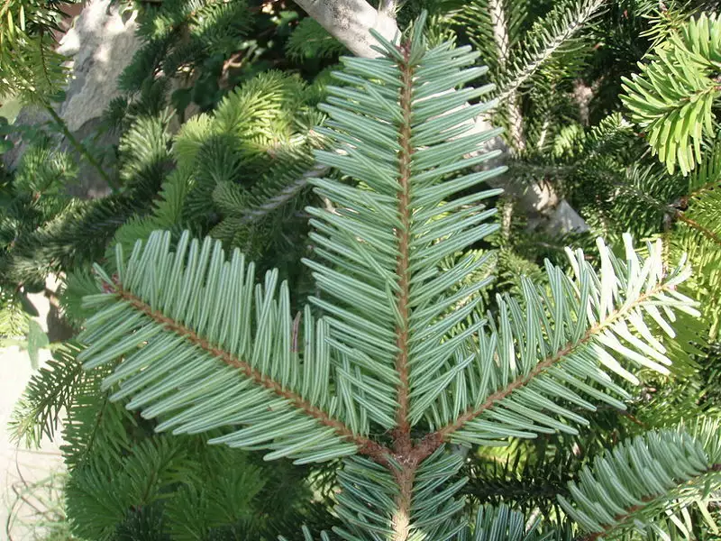 Abies bornmuelleriana - Conifer,Tree,Web page Navigation - Bornmuller's ...