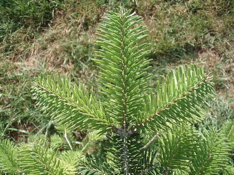 Abies bornmuelleriana - Conifer,Tree,Web page Navigation - Bornmuller's ...