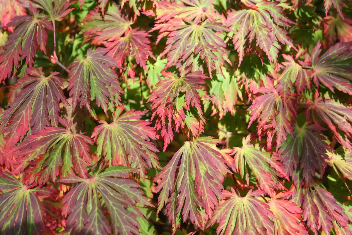 Acer japonicum var. aconitifolium dry seed - Common Bonsai,Hardwood ...