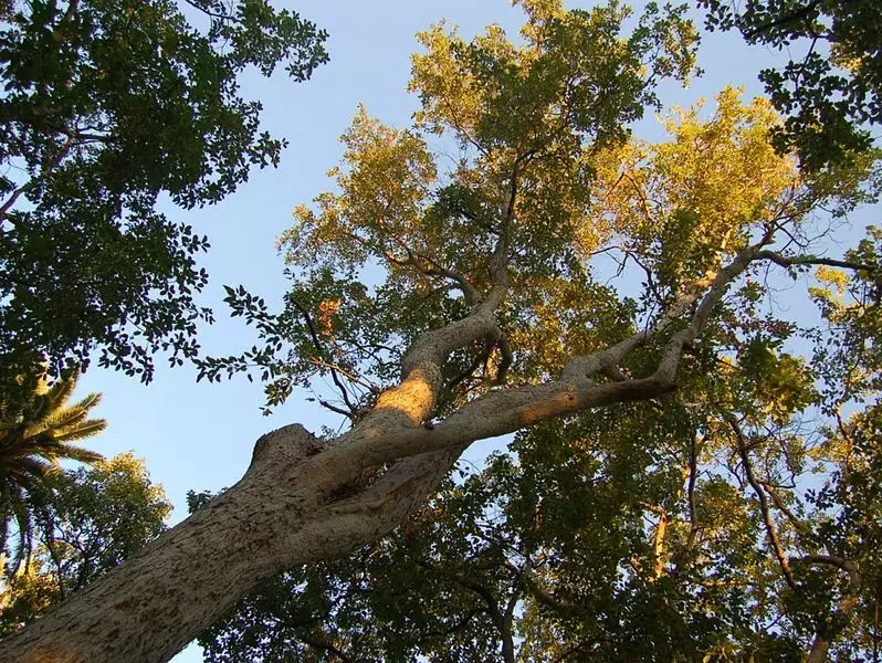 Acer oblongum - Hardwood - Flying Moth Maple, Flying Moth Tree ...