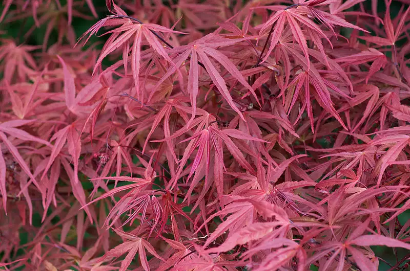 Acer palmatum ssp. amoenum 'Red Pygmy' fresh/green seed - Common Bonsai ...