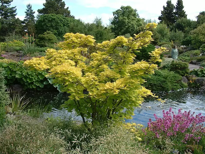 Acer shirasawanum var. aureum dry seed - Common Bonsai,Deciduous,Tree ...