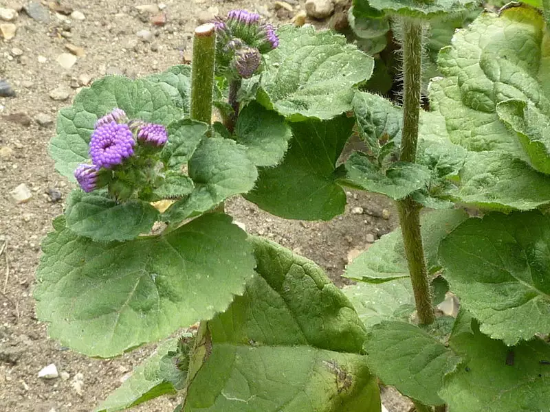 Ageratum houstonianum 'Blue Mink' - Annual,Herbaceous Plants ...