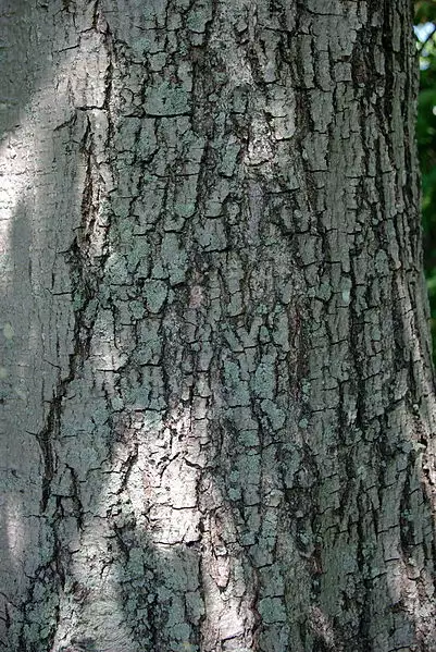 Alnus hirsuta - Deciduous - Manchurian Alder