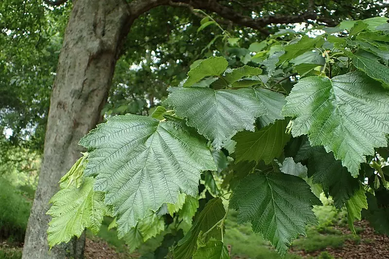 Alnus hirsuta - Deciduous - Manchurian Alder