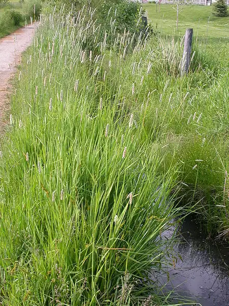 Alopecurus arundinaceus - Grass,Herbaceous Plants,Web page Navigation ...