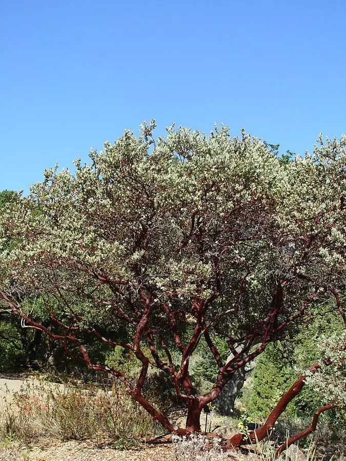 Arctostaphylos manzanita - Medicinal Herbs,Shrub - Common Manzanita ...