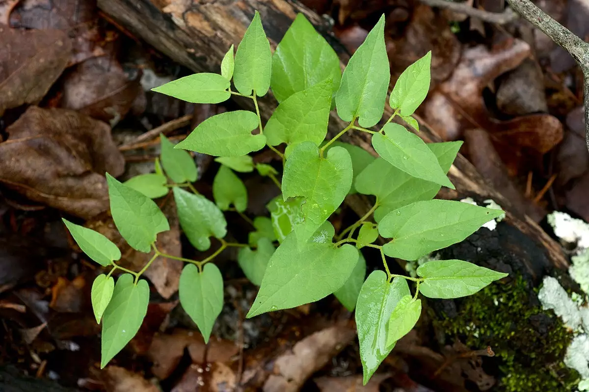 Aristolochia serpentaria - Herbaceous Plants,Medicinal Herbs,Perennial ...