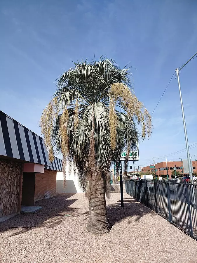 Brahea armata - Palm,Tree,Web page Navigation - Blue Fan Palm, Blue ...