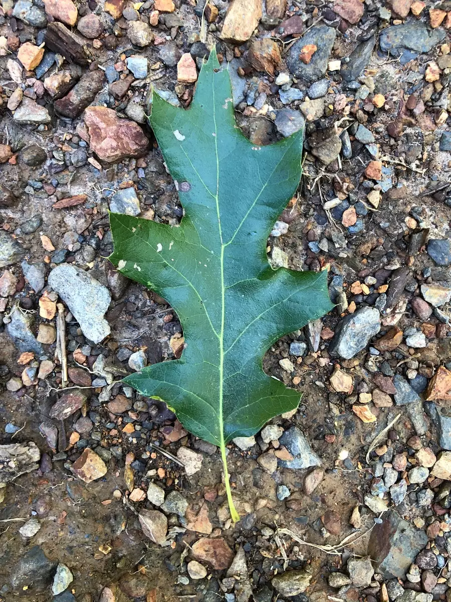 Quercus graciliformis - Web page Navigation - Chisos Oak, Slender Oak