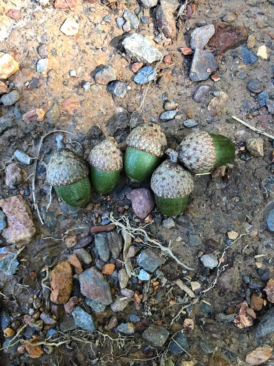 Quercus graciliformis - Web page Navigation - Chisos Oak, Slender Oak