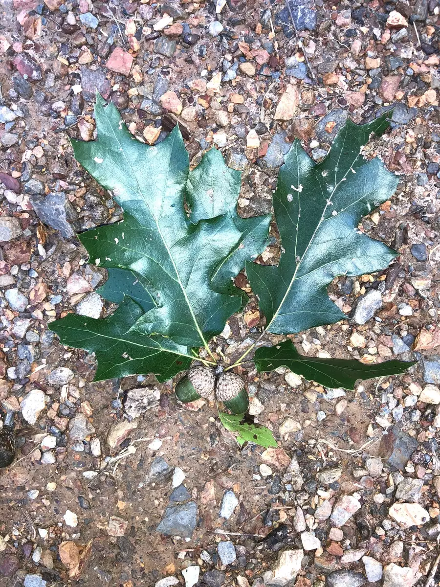 Quercus graciliformis - Web page Navigation - Chisos Oak, Slender Oak