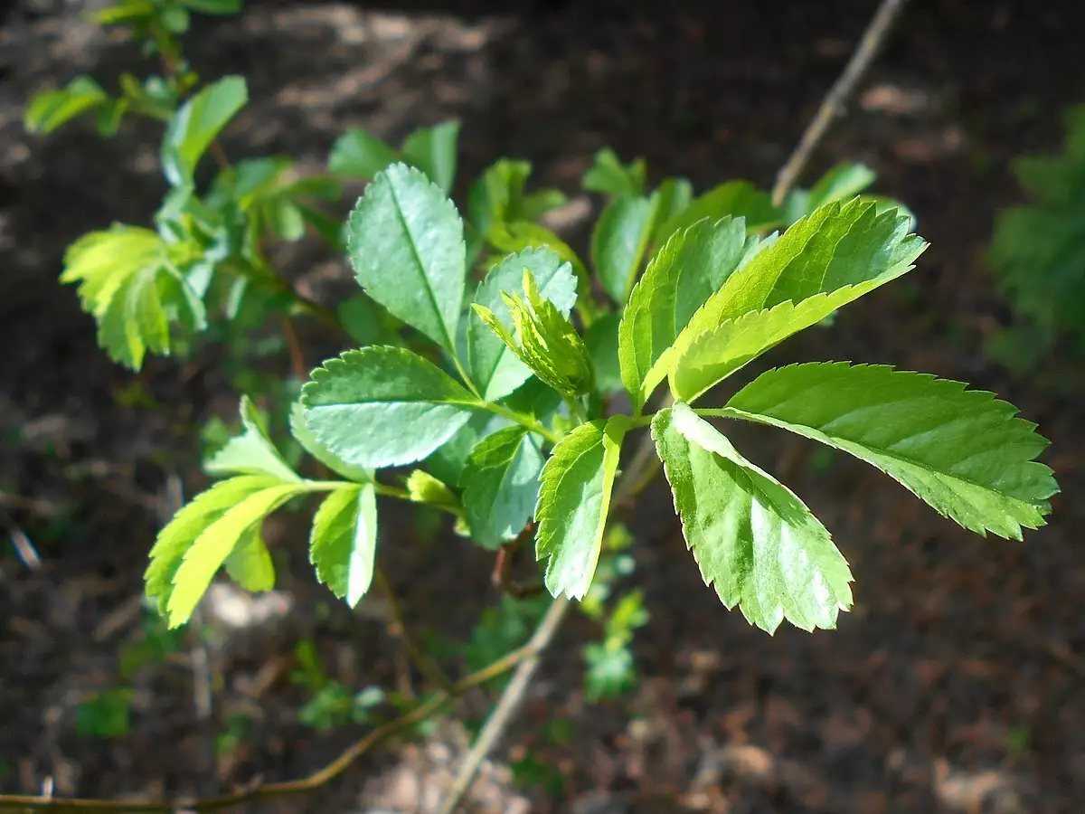 Rosa virginiana - Shrub - Common Wild Rose, Prairie Rose, Virginia Rose