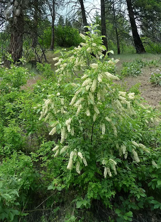 Prunus virginiana ssp. demissa - Shrub - Western Chokecherry