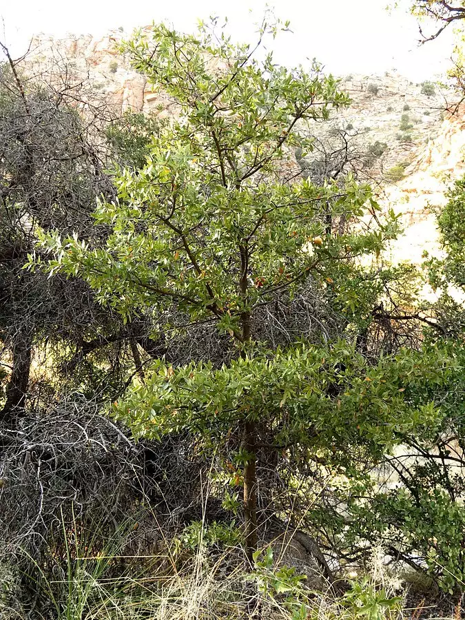 Quercus emoryi - Hardwood,Medicinal Herbs - Emory Oak, Emoryi Oak