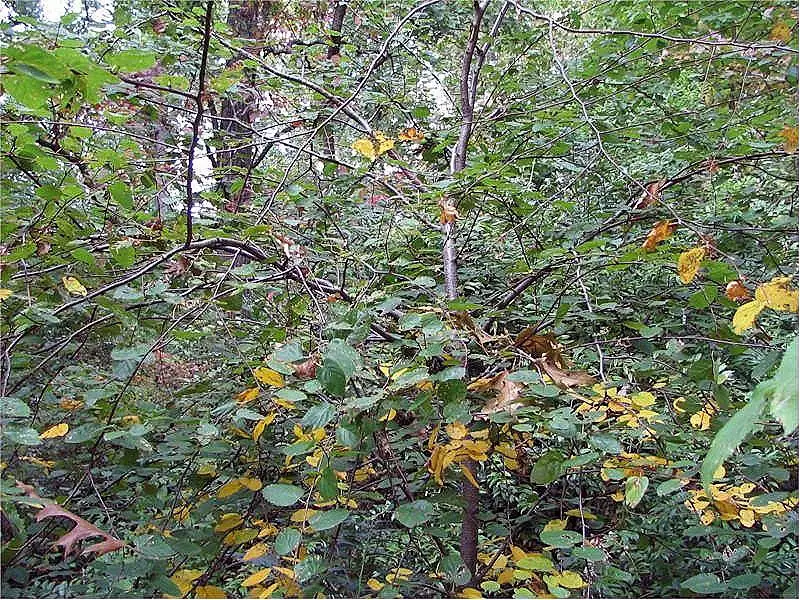 Betula lenta ssp. uber - Deciduous - Ashe Birch, Virginia Roundleaf Birch