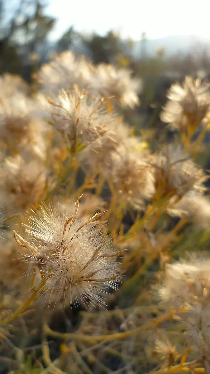 Ericameria nauseosa var. speciosa - Web page Navigation - Gray ...