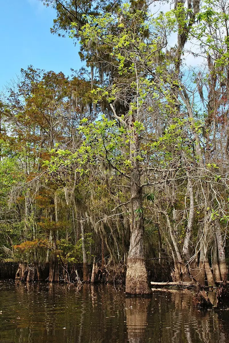 Nyssa aquatica - Deciduous - Water Tupelo