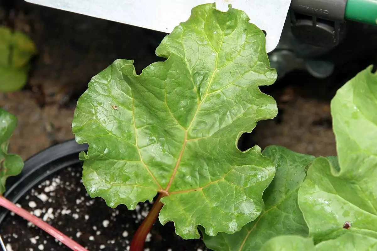 Rheum rhabarbarum 'Victoria Red' - Web page Navigation - Garden Rhubarb