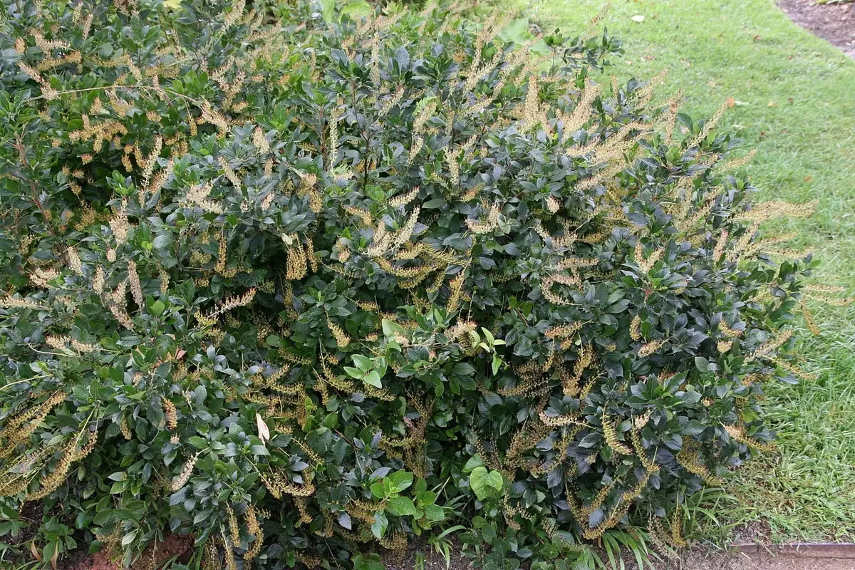 Clethra alnifolia 'Hummingbird' - Shrub - Hummingbird Summer-sweet